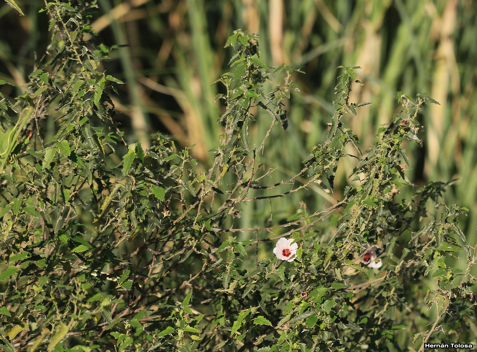 Flora Bonaerense: Pavonia rosada (Pavonia hastata)