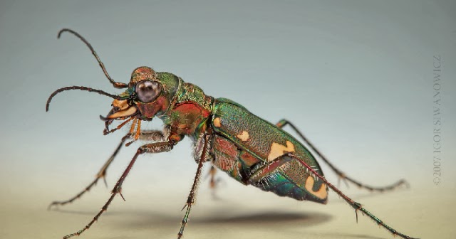 Records d'insectes: L'insecte coureur le plus rapide de la planète