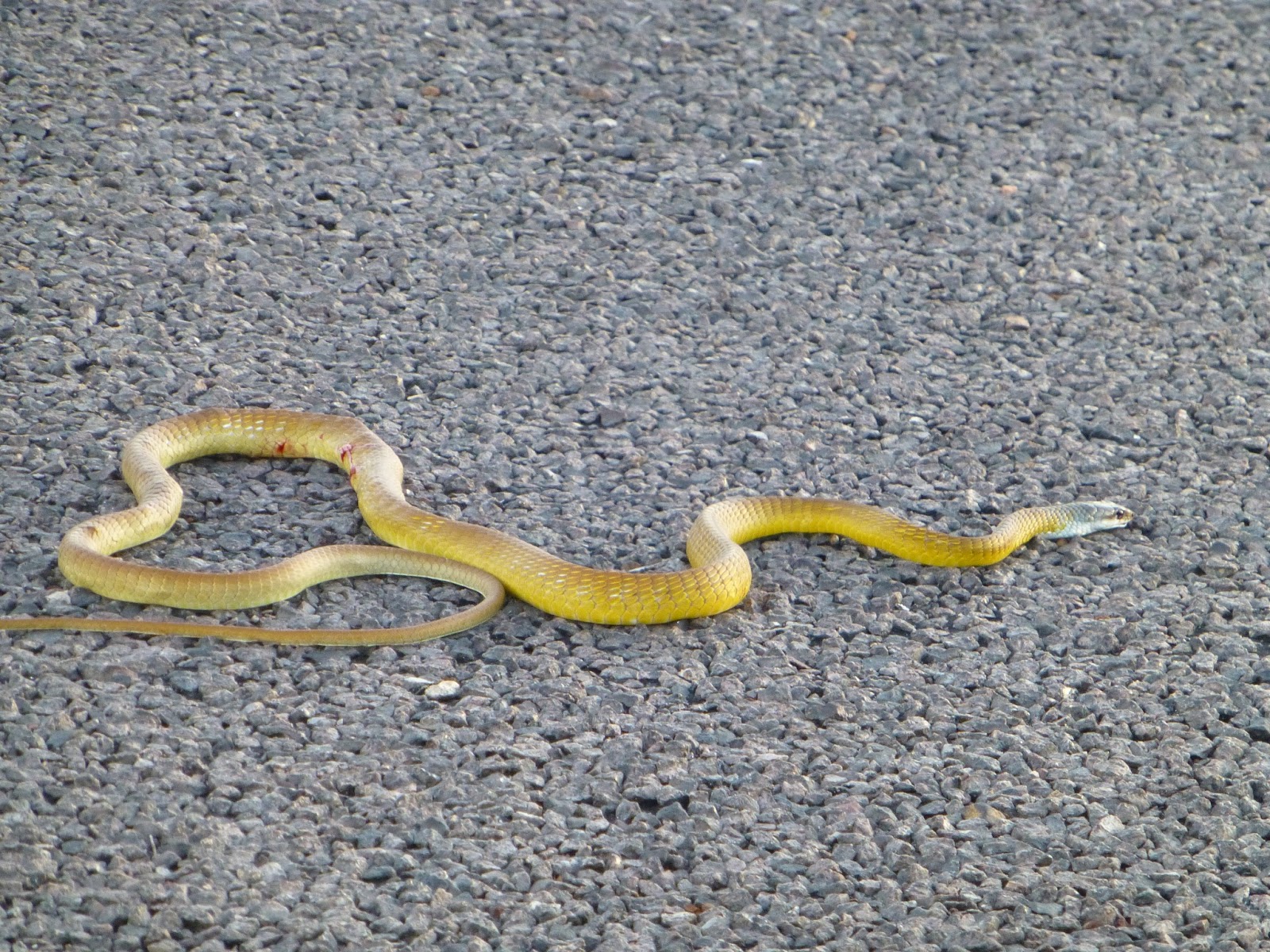 Jorden rundt i 243 dage: Ude bagved – ja, sum over den… Bzzzz