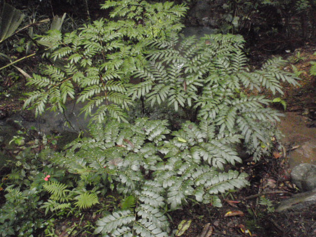 Variety of Life: Monilophyta