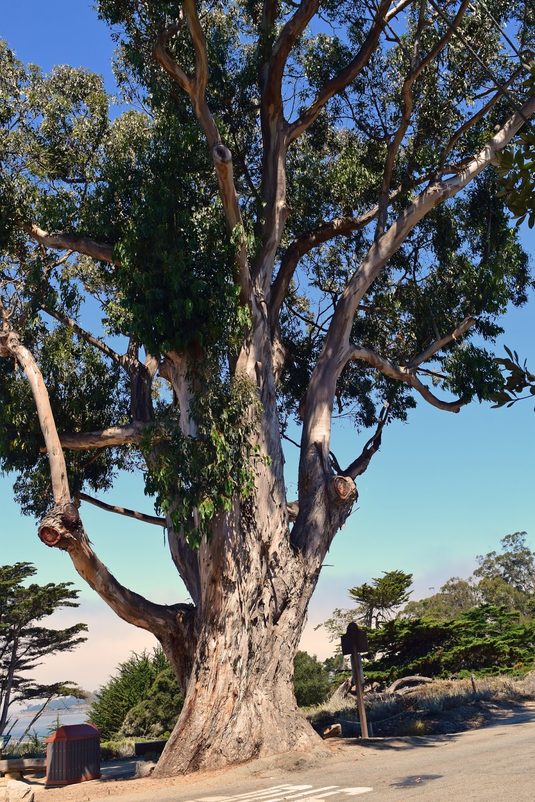 90 Minute Walking Tour of Carmel-by-the-Sea From Carmel Visitors Center