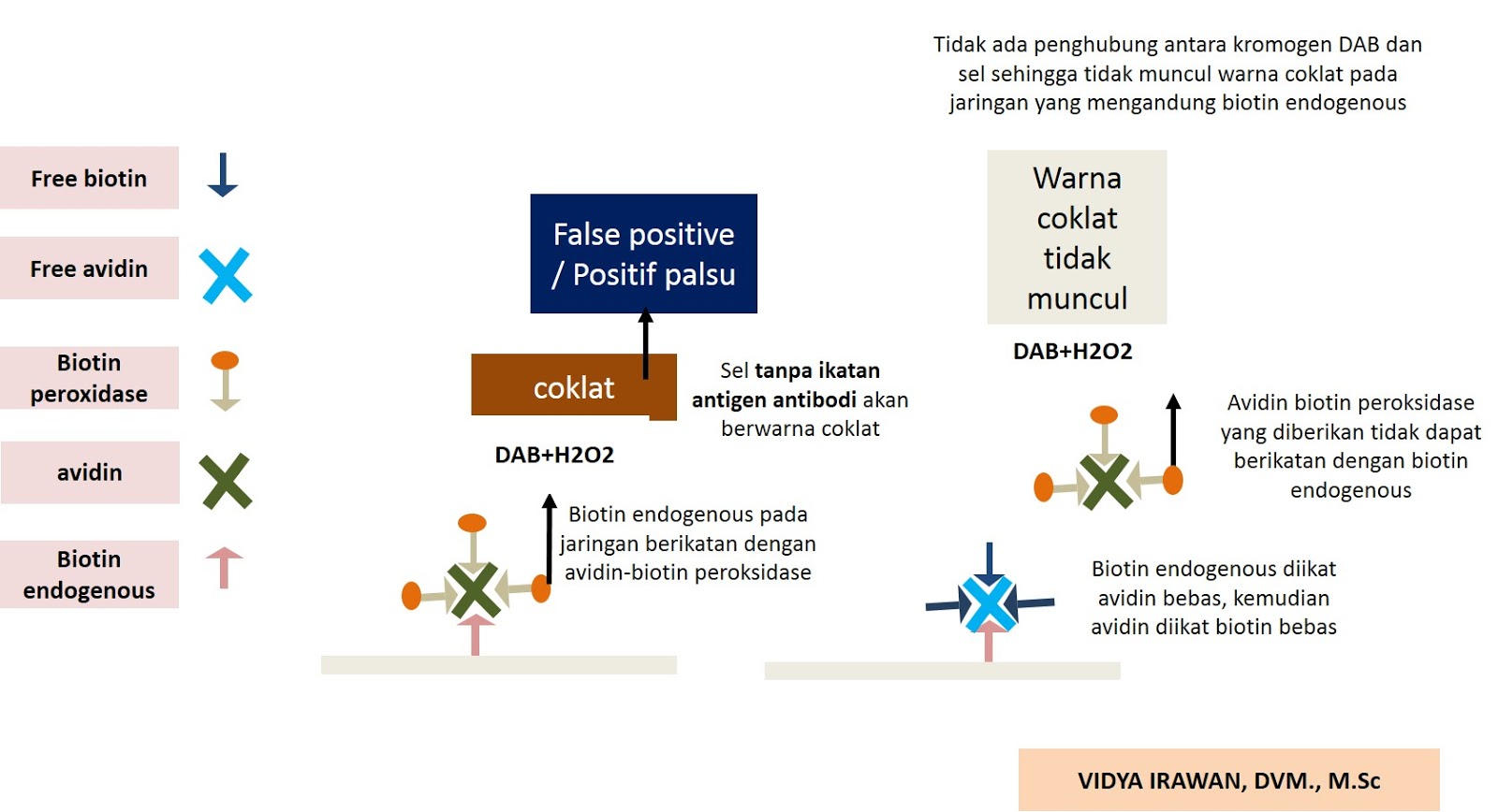 IHC PART 1: ANTIBODY & ANTIGEN, FIKSASI, ANTIGEN RETRIEVAL (AR ...