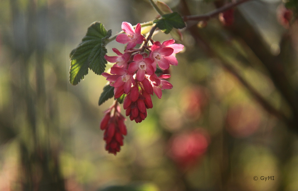 Glastra cu flori: Coacăz ornamental