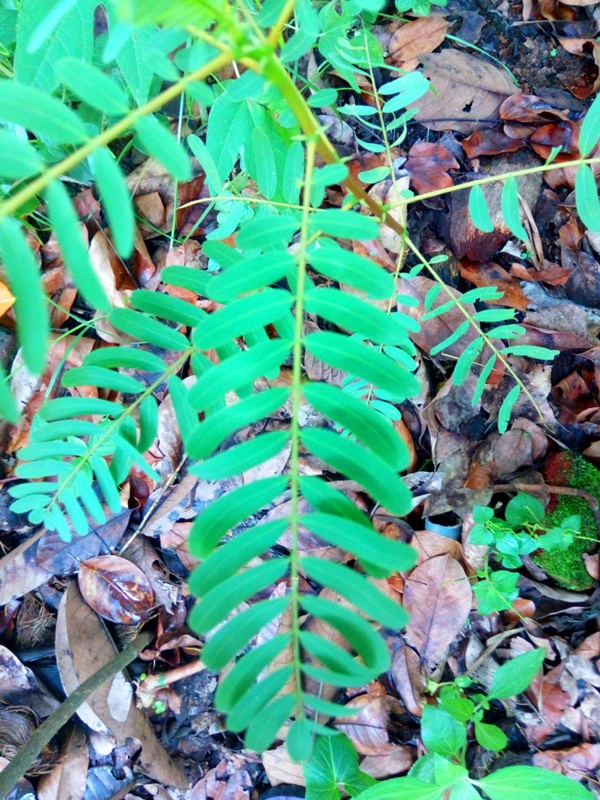 Sesbania grandiflora / Katurumurunga / කතුරැමුරැංගා / அகத்தி / बसना ...