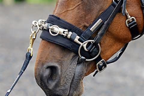 Horse Life and Love: All About ... Lungeing Equipment