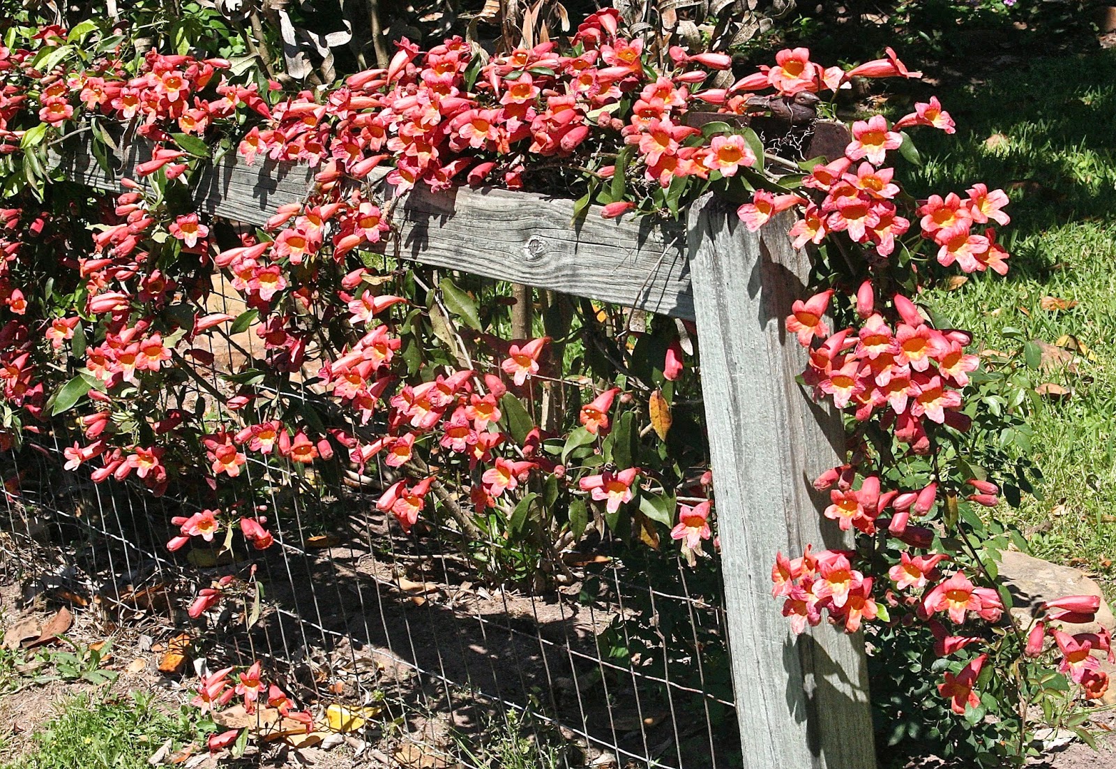 Backyard Nature Wednesday: Crossvine
