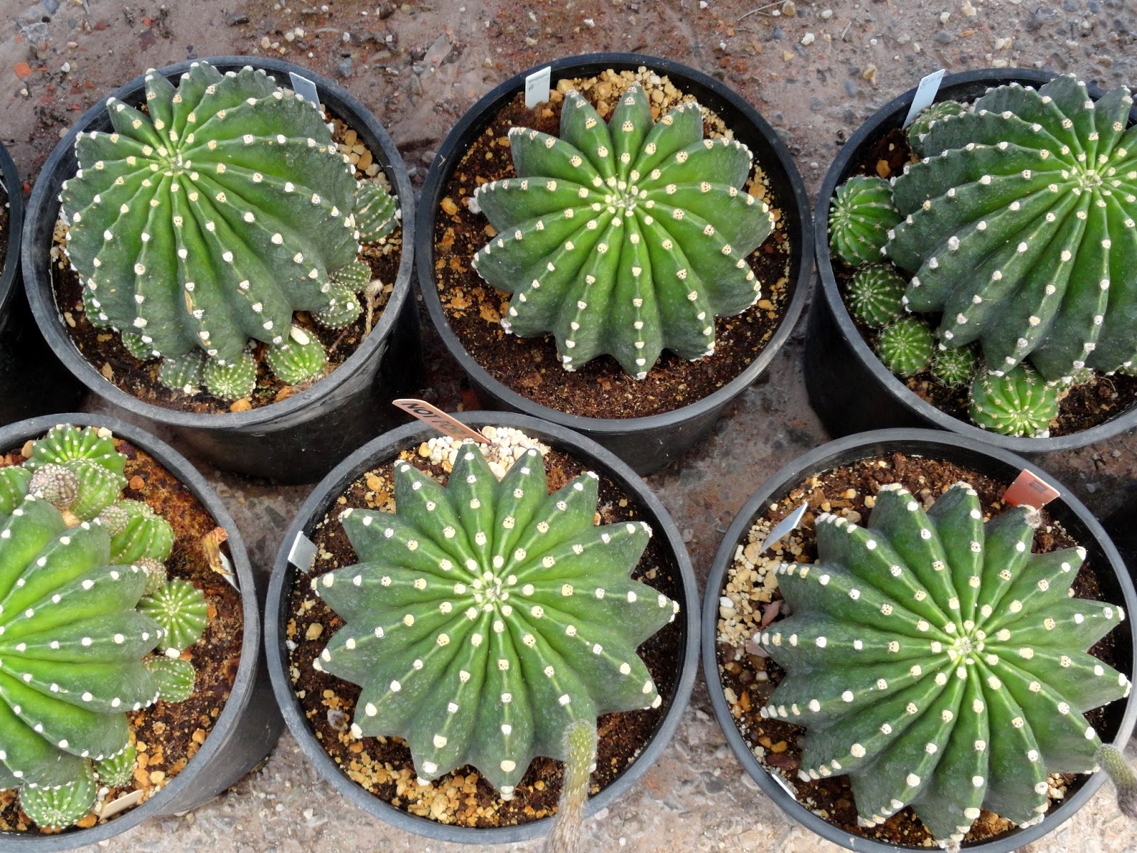 danger garden: Buffalo Bill’s Exotic Cactus Ranch, again (yawn….)