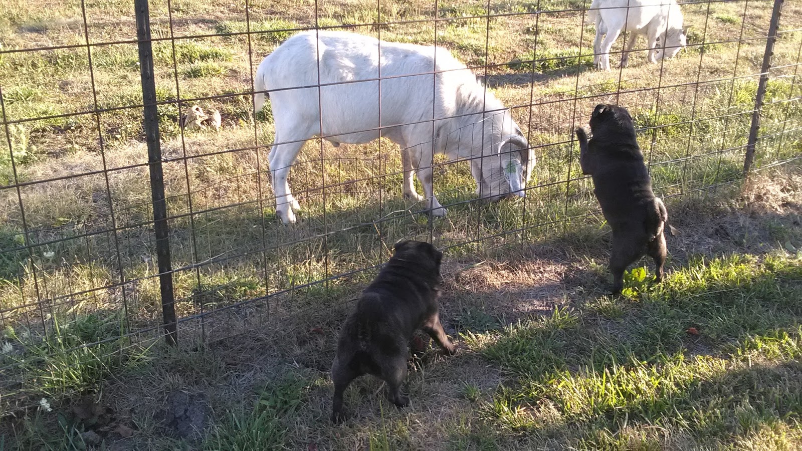 The Three Little Pugs: GOAT ENVY