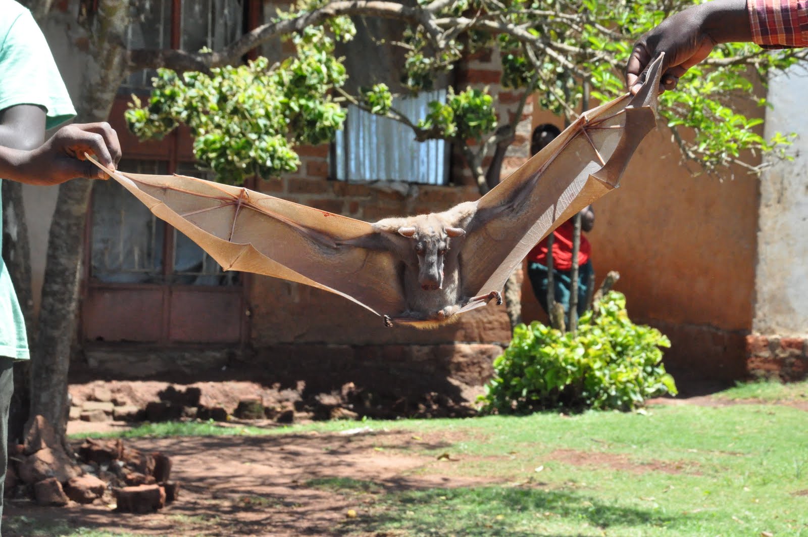 Principle Pictures: What a Bat Reveals