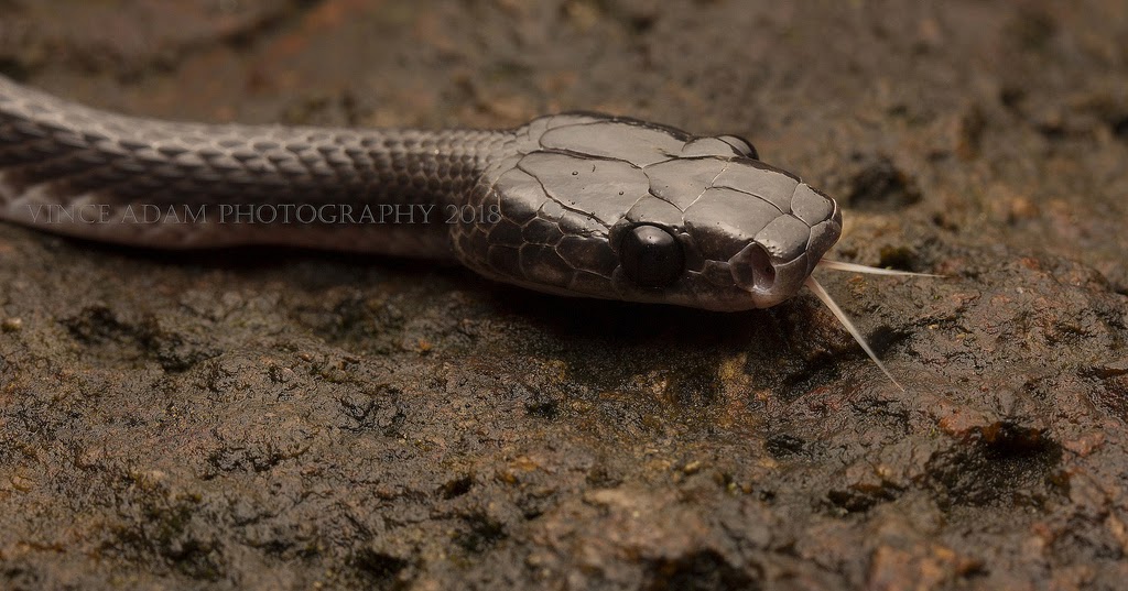 Ular Asli Indonesia: Lycodon albofuscus