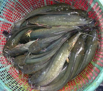 Popular Fishes In Odisha - Odia Khana Khazana | Odisha Recipes | Odisha ...