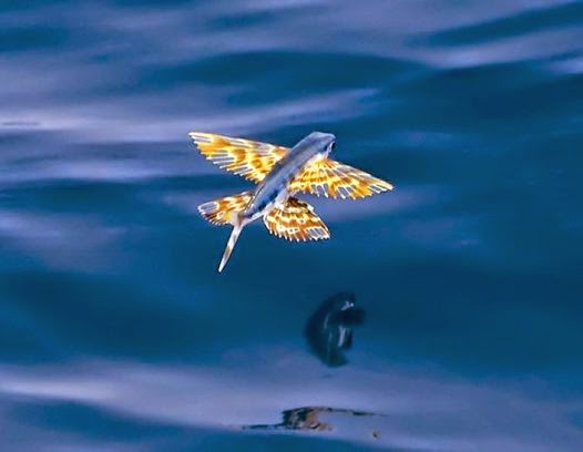 Pez volador (Exocoetidae)