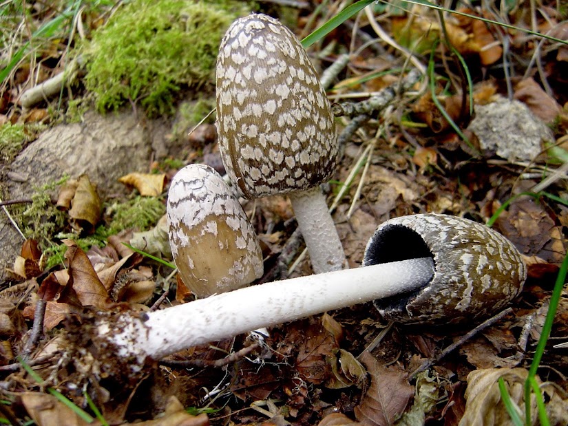 Guía de Setas y Hongos de Navarra.: Grupos Hongos