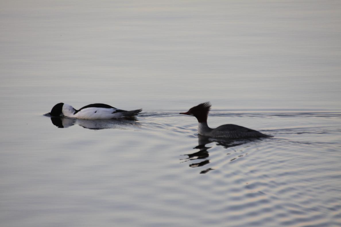 Michigan Exposures: A Pair of Loons