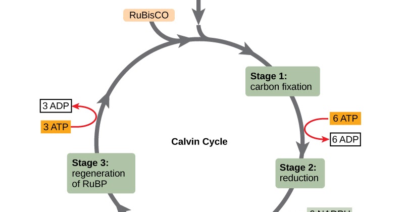 Jagobhart Group Of Eductional Sites: C3 Cycle