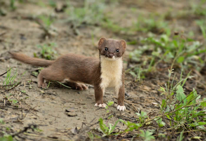 Flora y Fauna de las Sierras de Jaén: COMADREJA
