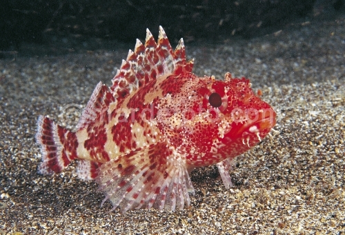 Artes de Pesca: VAMOS A PESCAR RASCACIO