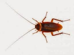 Serangan Kecoa Terbang dan 7 Fakta Menarik Seputar Kecoa | Ala Urang