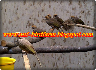 ANF BIRD FARM - PENANGKARAN BURUNG BERKICAU + MENJUAL BERBAGAI JENIS ...