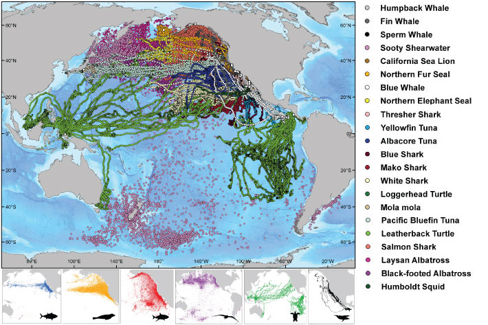 Tag-A-Giant: Landmark study published on Pacific bluefin tuna