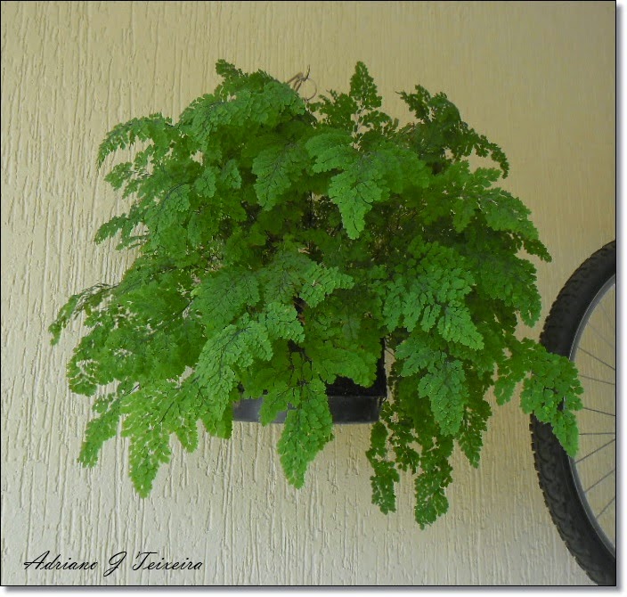 Mundo das Plantas : Avenca