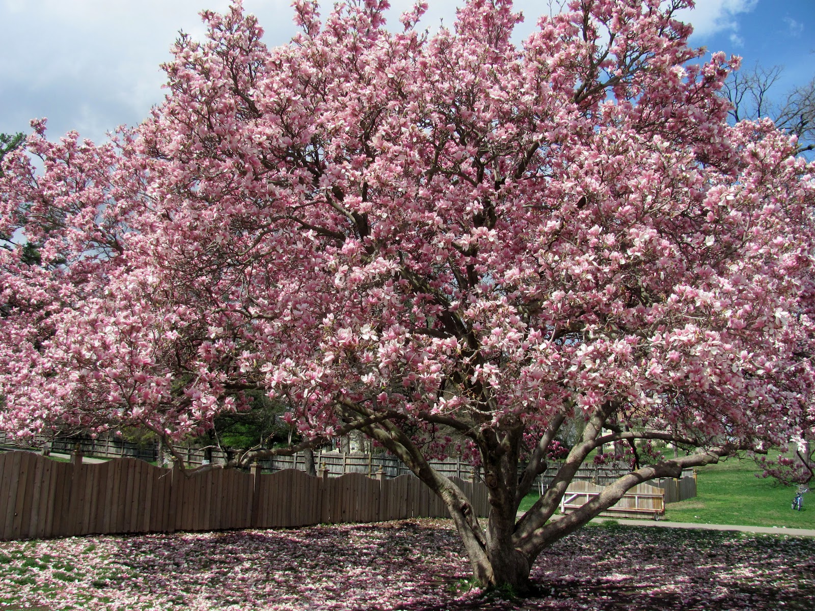 Saucer Magnolia Uses at Bill Schoenfeld blog