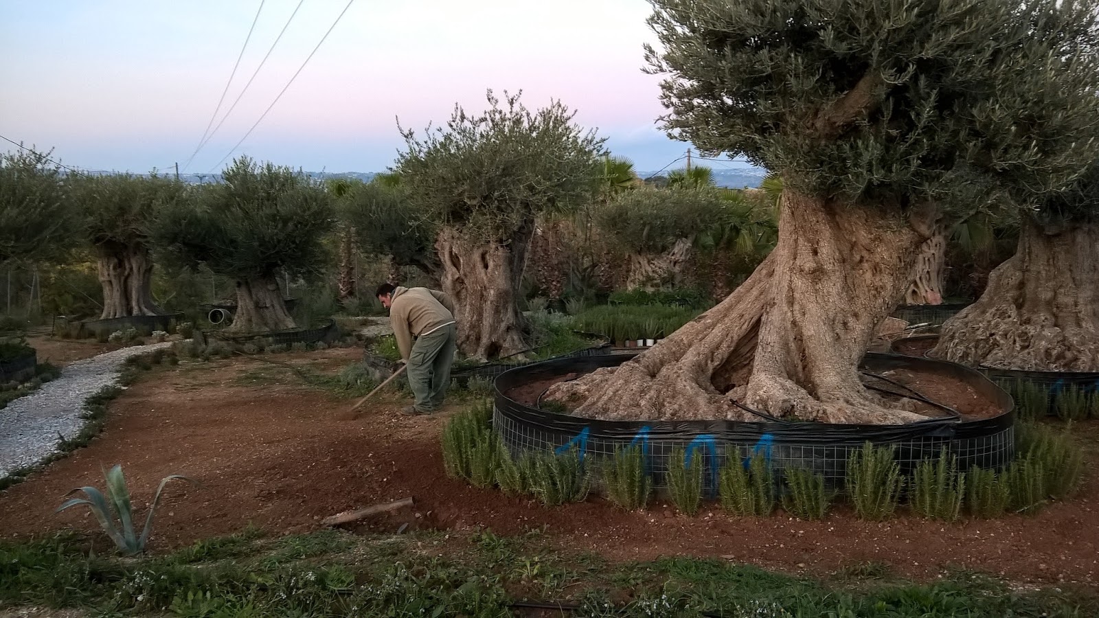 ΦΥΤΩΡΙΑ ΔΕΛΤΑ NURSERIES DELTA TREES LTD: ΠΑΡΚΟ ΜΝΗΜΕΙΑΚΩΝ ΕΛΑΙΟΔΕΝΤΡΩΝ