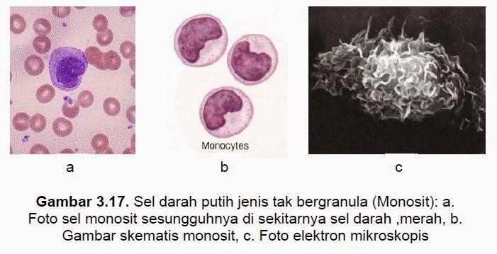 Sel Darah Putih ( Leucocyte ) | Ilmu Kesehatan