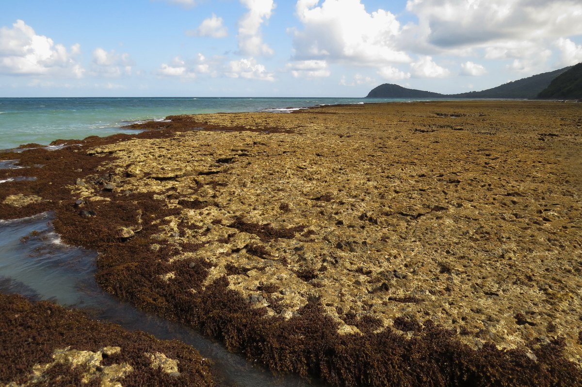 Queensland Coast: December 2017