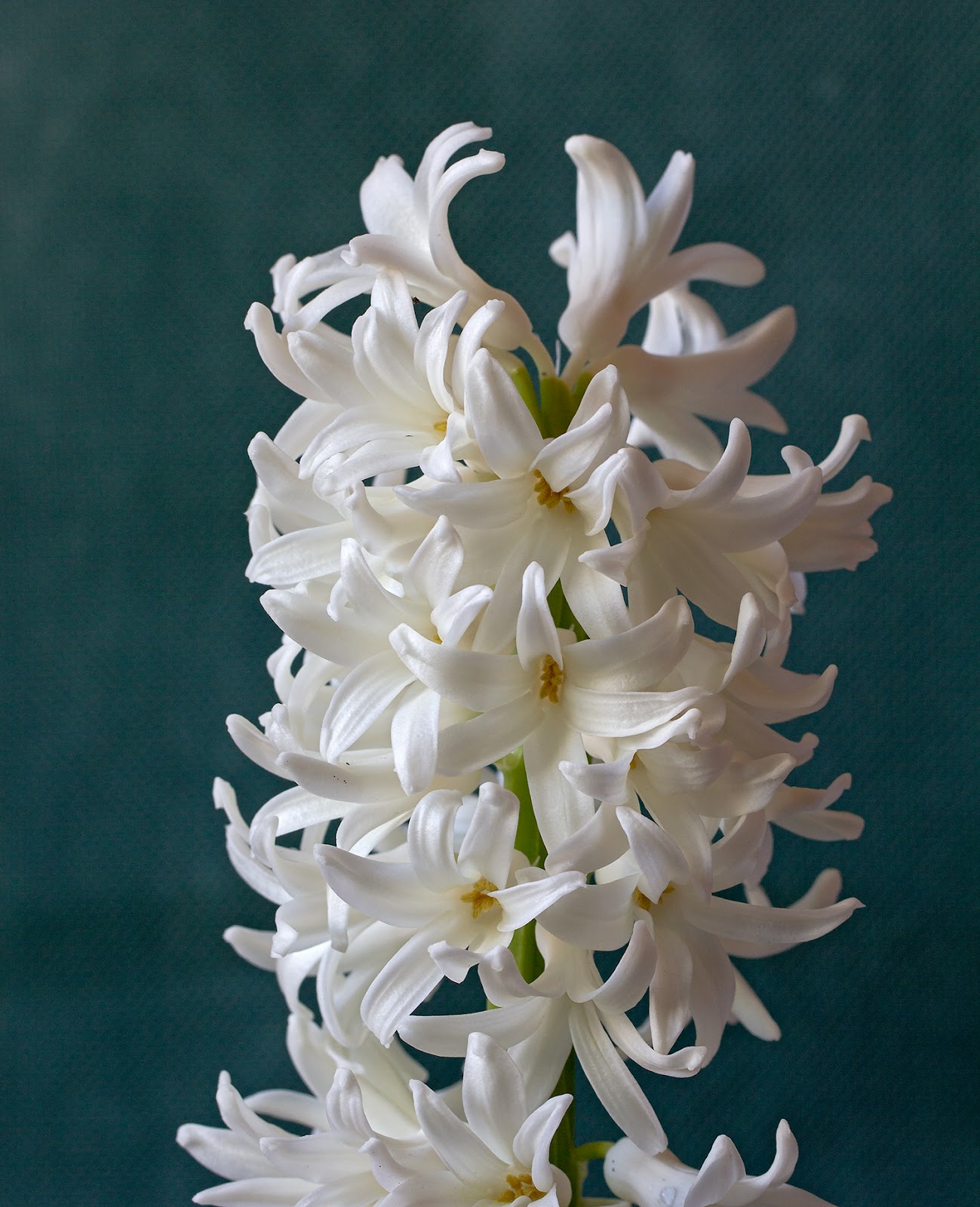 FOTOGRAFÍAS DE NATURALEZA: Jacintos