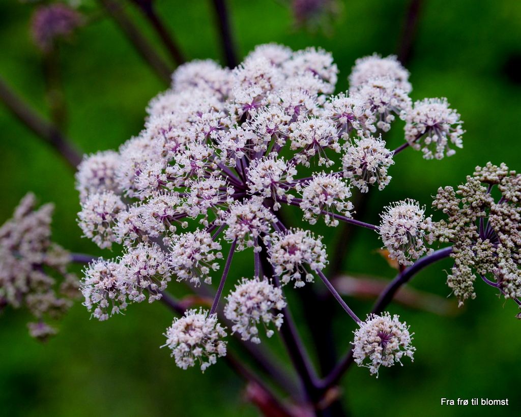 Fra frø til blomst: KVAN