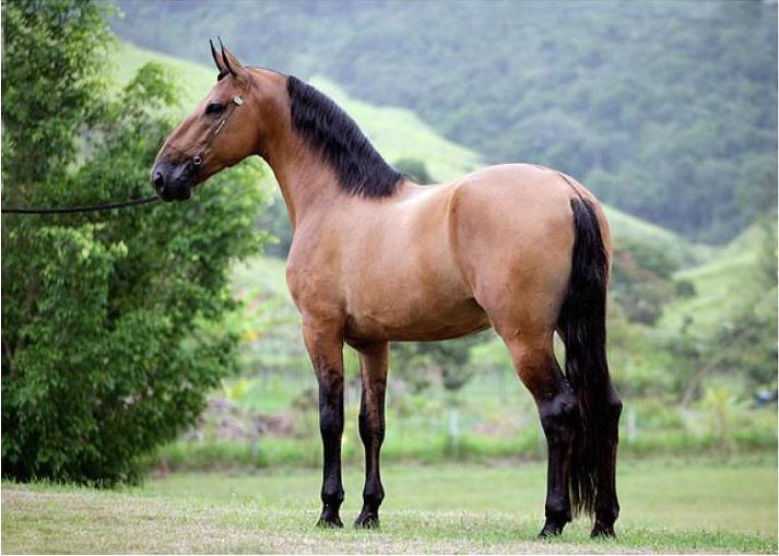 Rancho da Elba: REPRODUTORES DO RANCHO