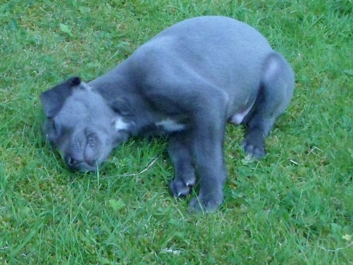 Blue Whippet(Eric)