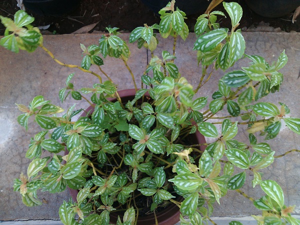 Tanaman Hias Daun Mutiara (Pilea Cadierei) | SAYA SUKA BUNGA