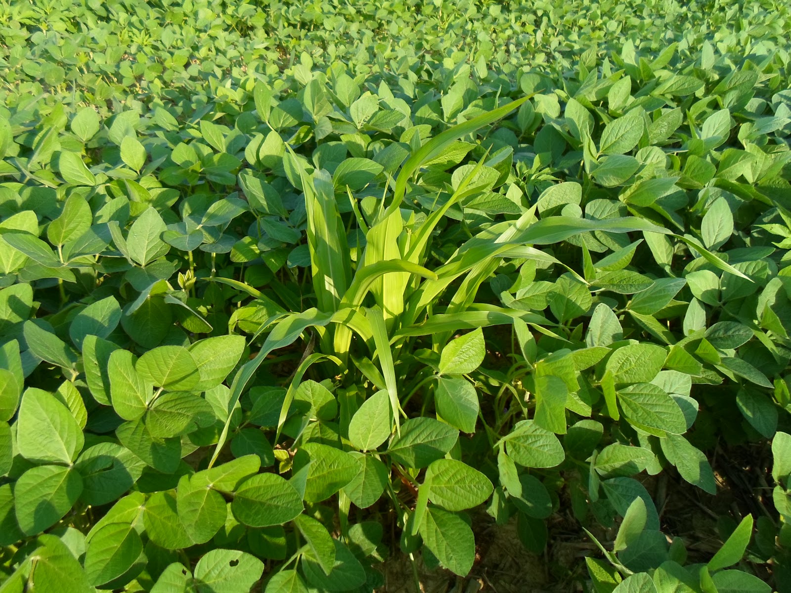 The Perennial Agriculturalist: walking beans ( well...a bean field anyway )
