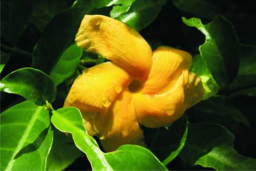 Colombianidad Décimo