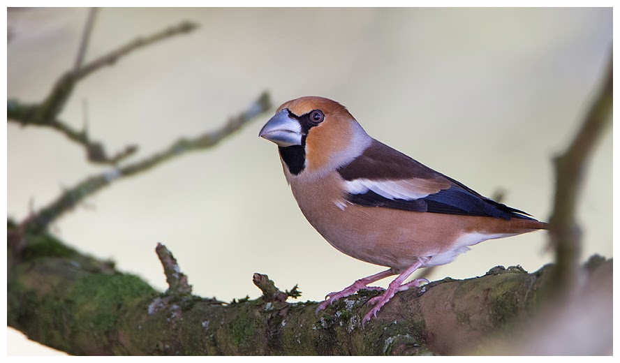 Pete's Birding Blog: A Sprawk, Kestrel and Hawfinch Hunting