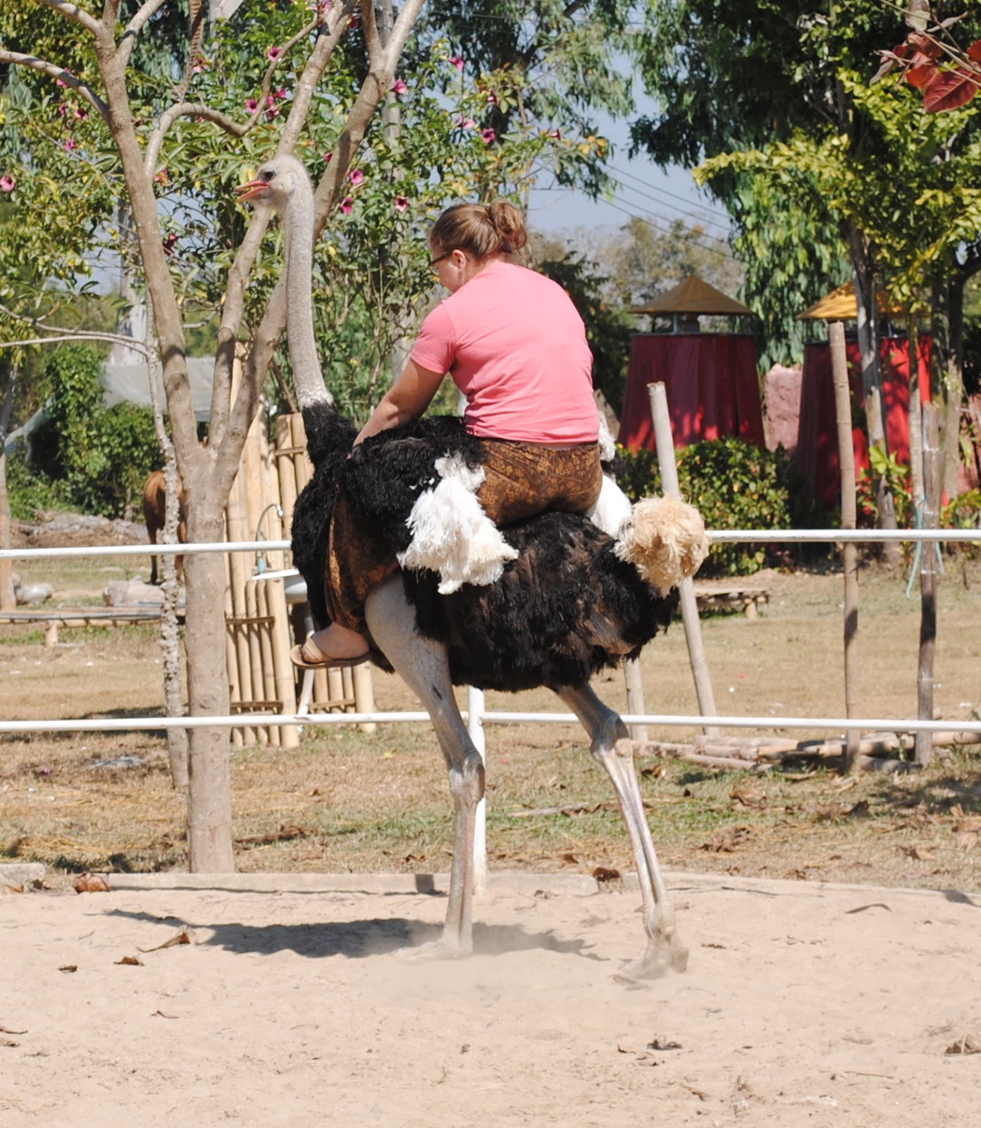Thailand: Riding Ostriches