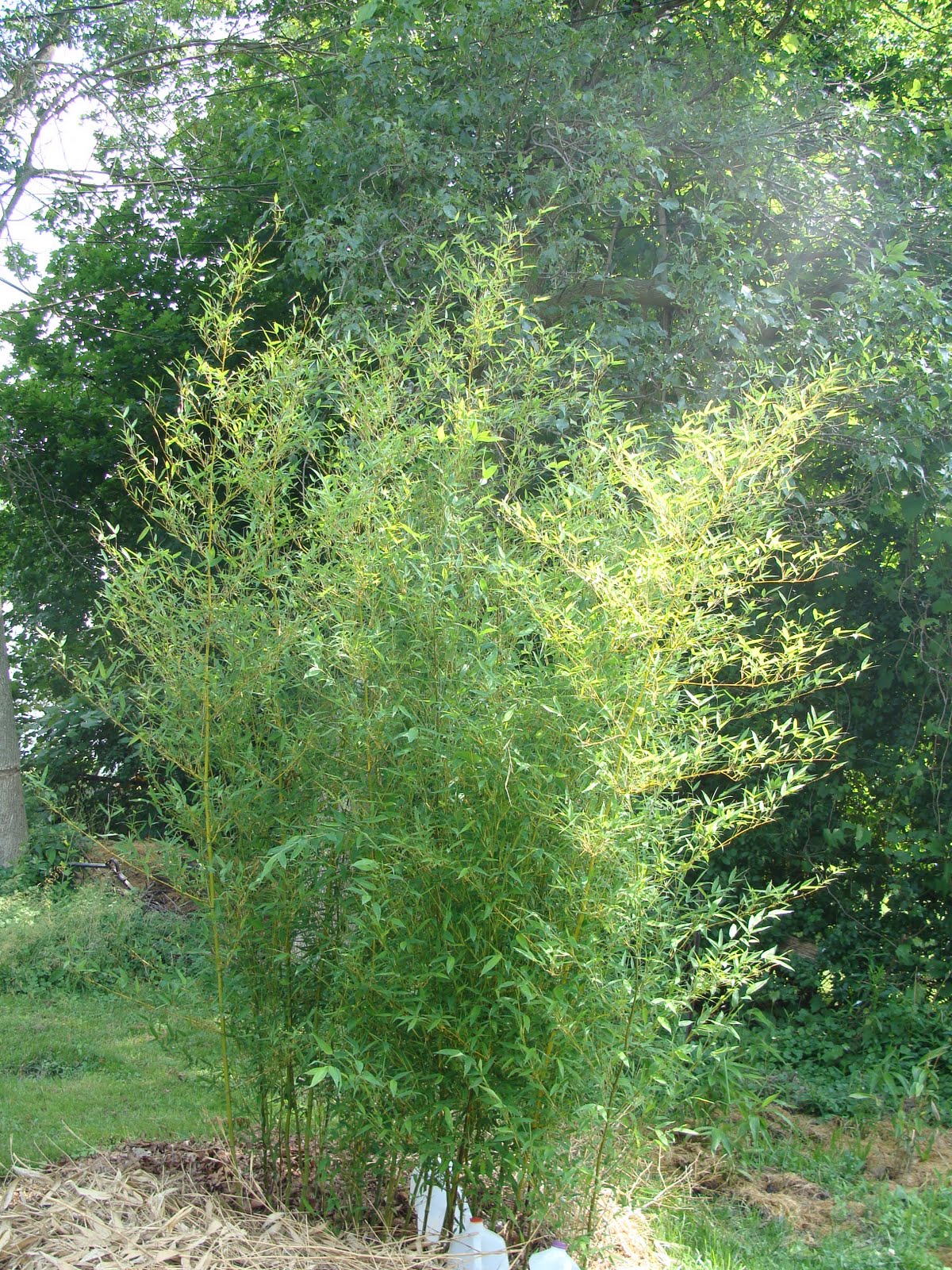 Steve's garden: Update on bamboos 17 June 2011. Branching and leafing ...