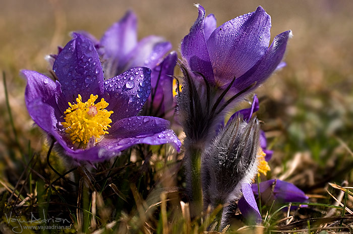 Plante Medicinale - pentru sanatatea ta!: Deditel