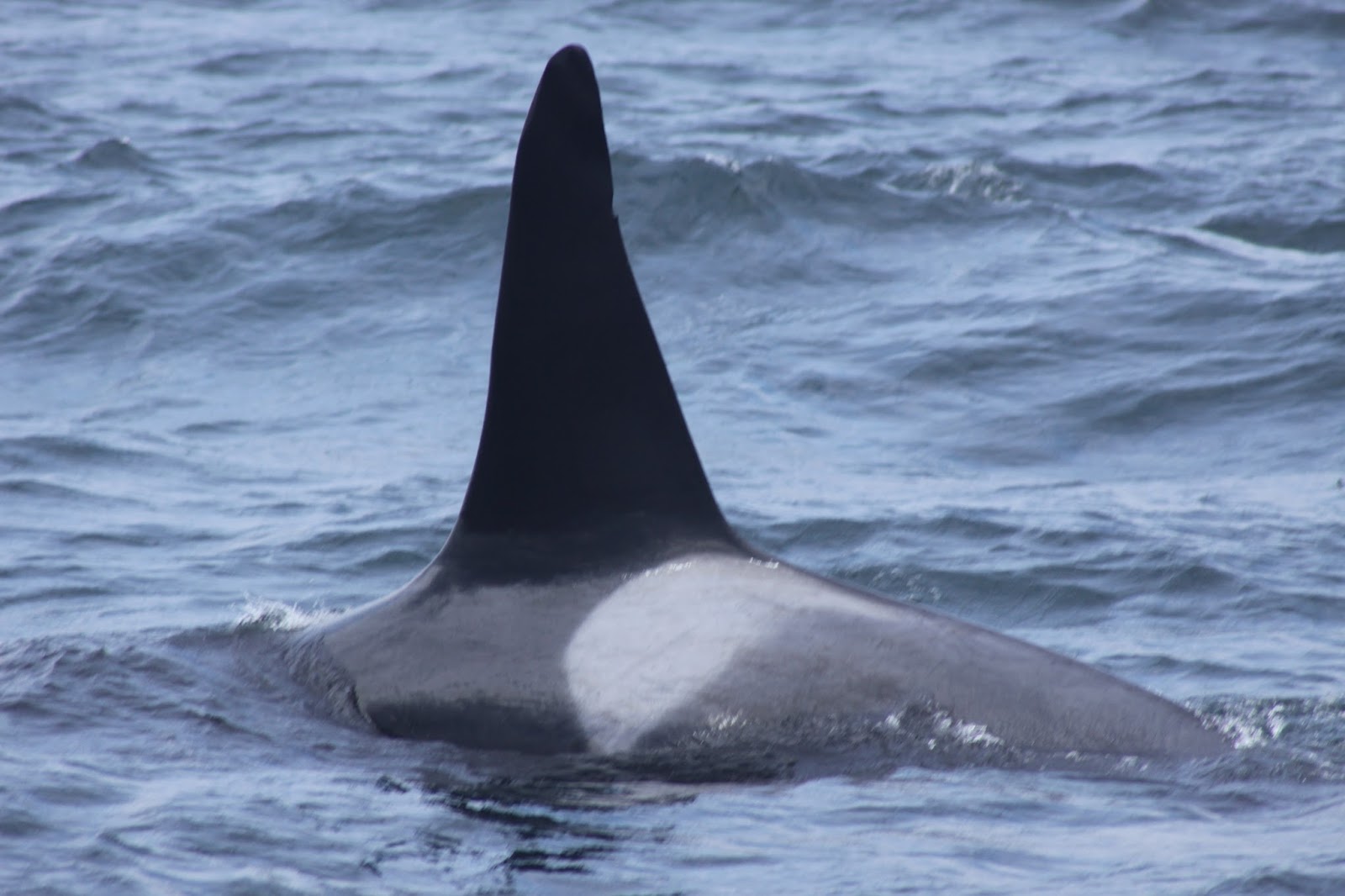 Brier Island Whale Tales: Bay of Fundy's "Old Thom"
