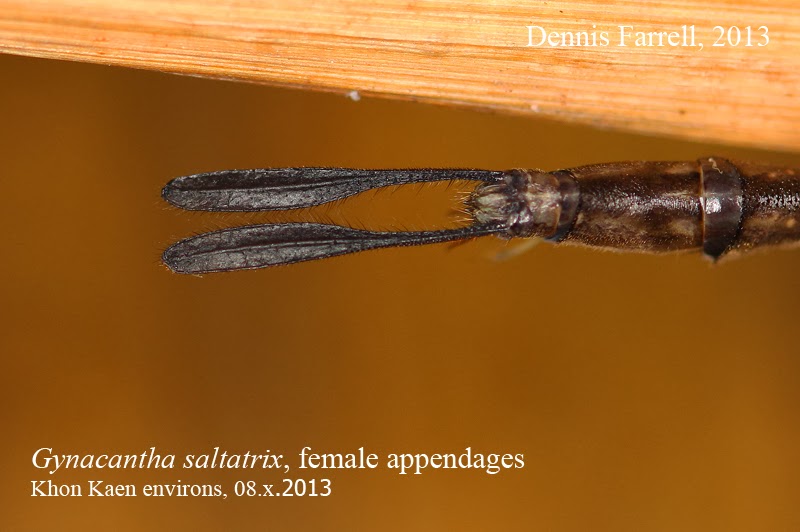 Dragonflies & damselflies of Thailand: 148. Gynacantha saltatrix ...