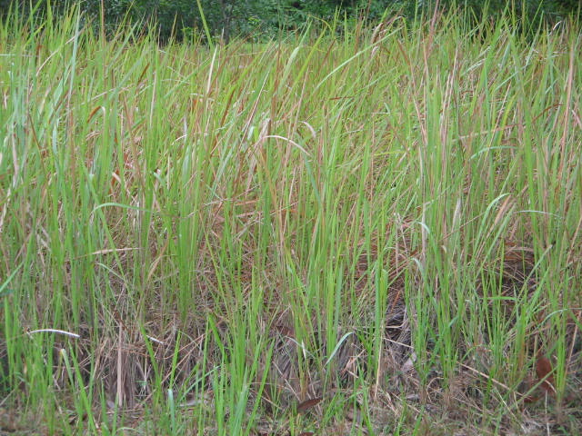 Usah Perlekeh Tumbuhan Bernama "Lalang" - Petua Sejagat