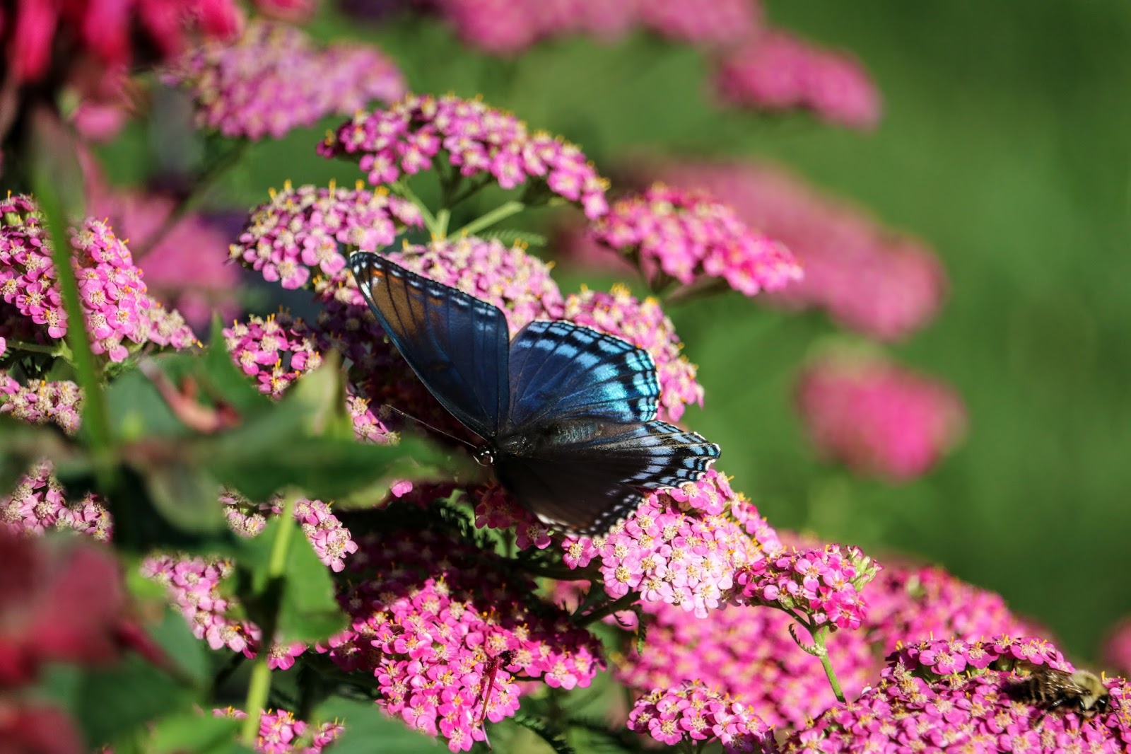 Red-spotted purple (limenitis arthemis astyanax) - Butterfly 2