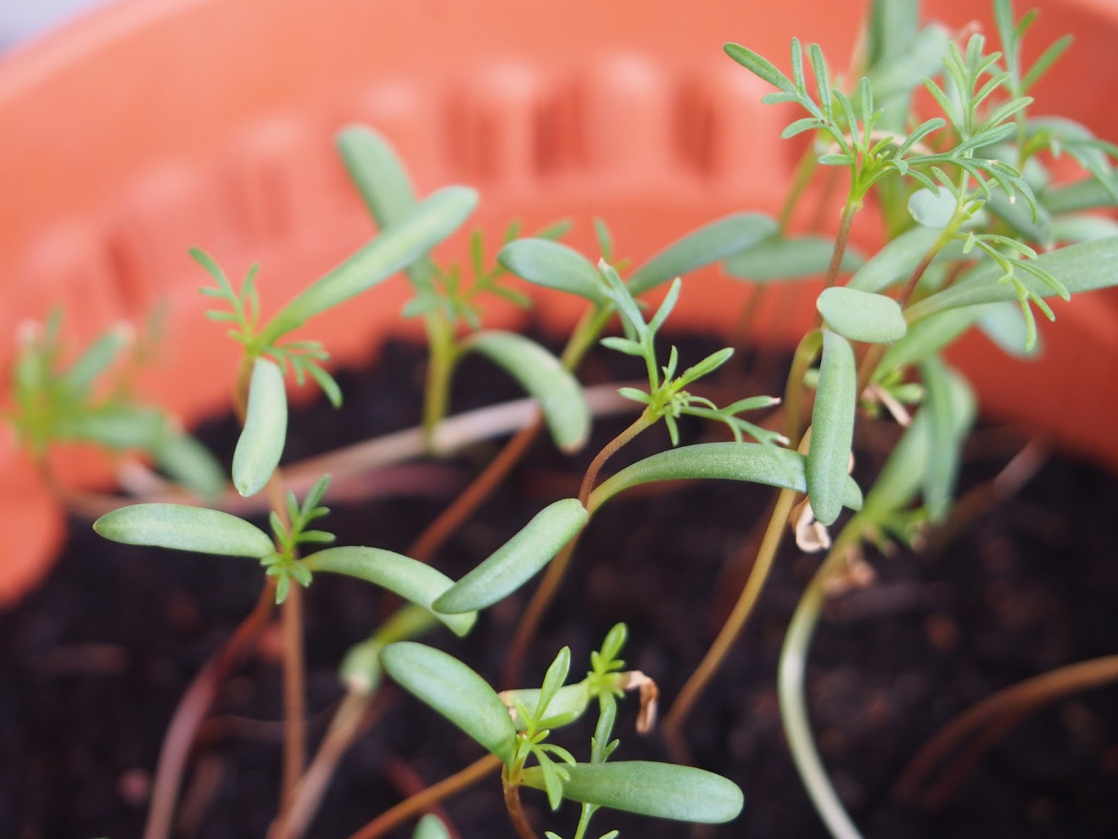 Carol's Garden Talk: True leaves of the Cosmos flower