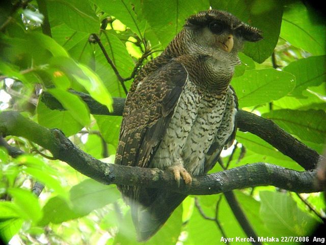 Sure, OWL can be Your Best Partner: Beberapa Jenis OWL