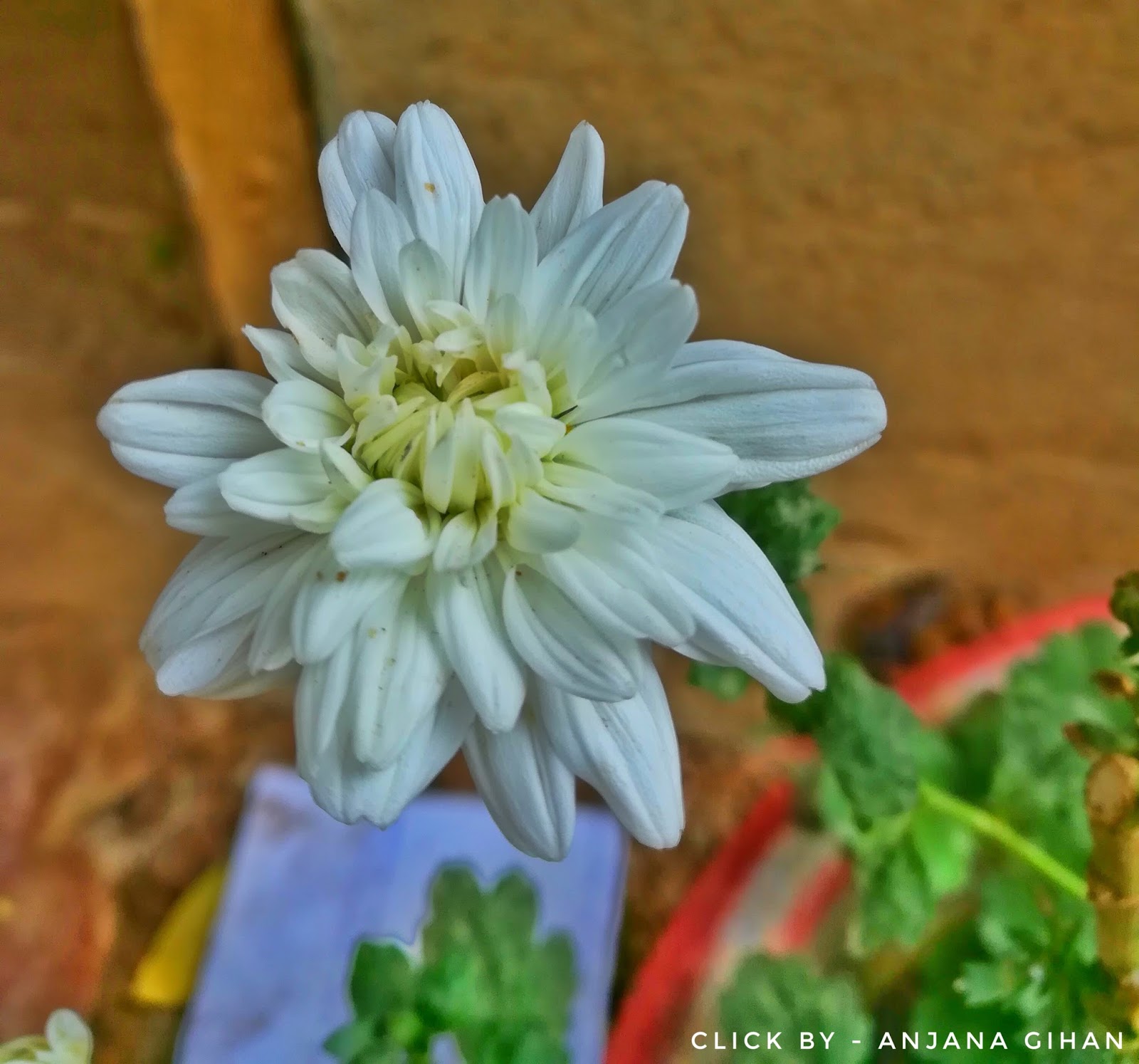 Kapuru Flower - කපුරු මල