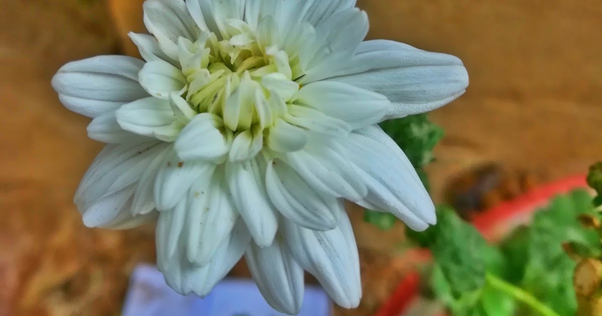 Kapuru Flower - කපුරු මල