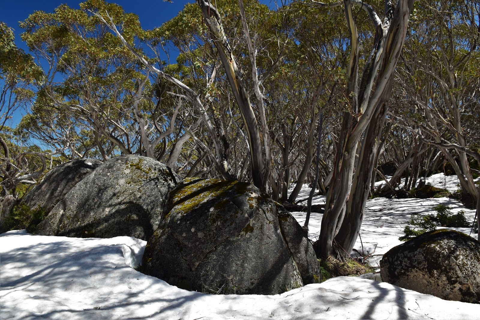 Goin' Feral One Day At A Time: Baw Baw Village Circuit, Baw Baw ...