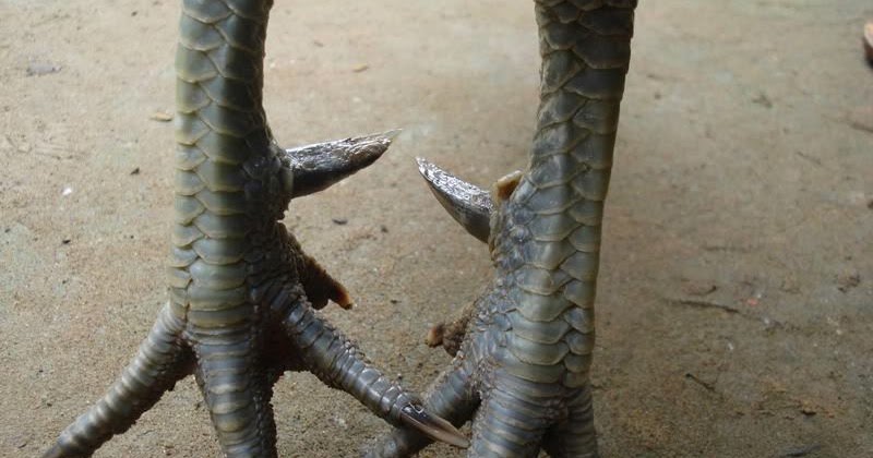 Rooster World: Perfect Shanks